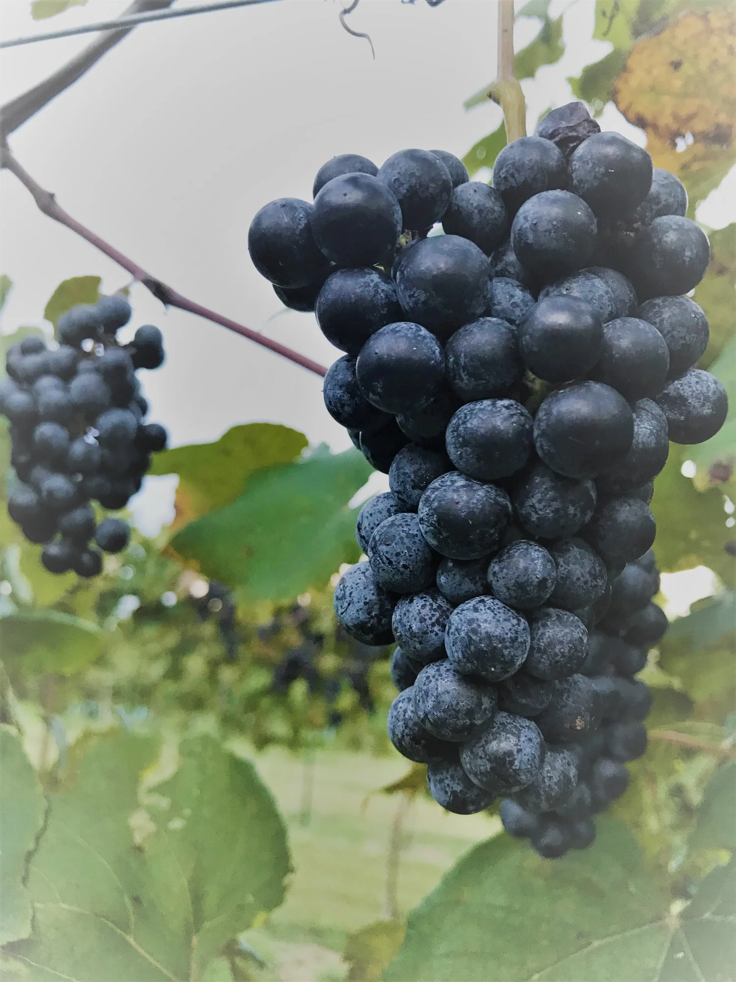 Grapes | Experience Fine Wines Today — Dale Hollow Winery