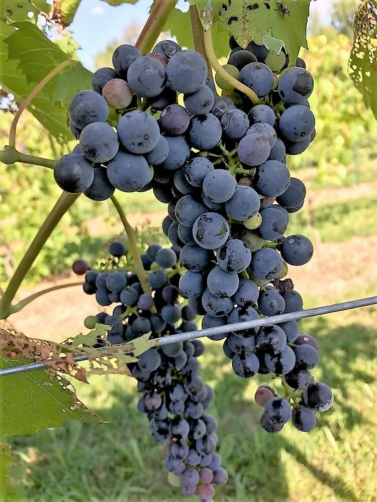 Grapes — Dale Hollow Winery