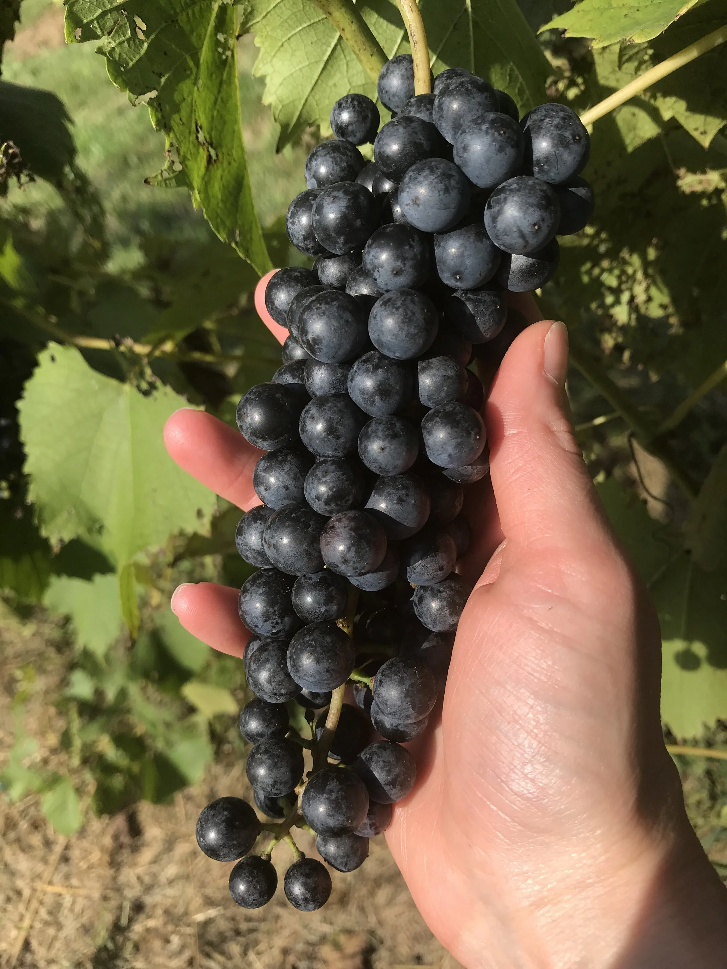 Grapes — Dale Hollow Winery