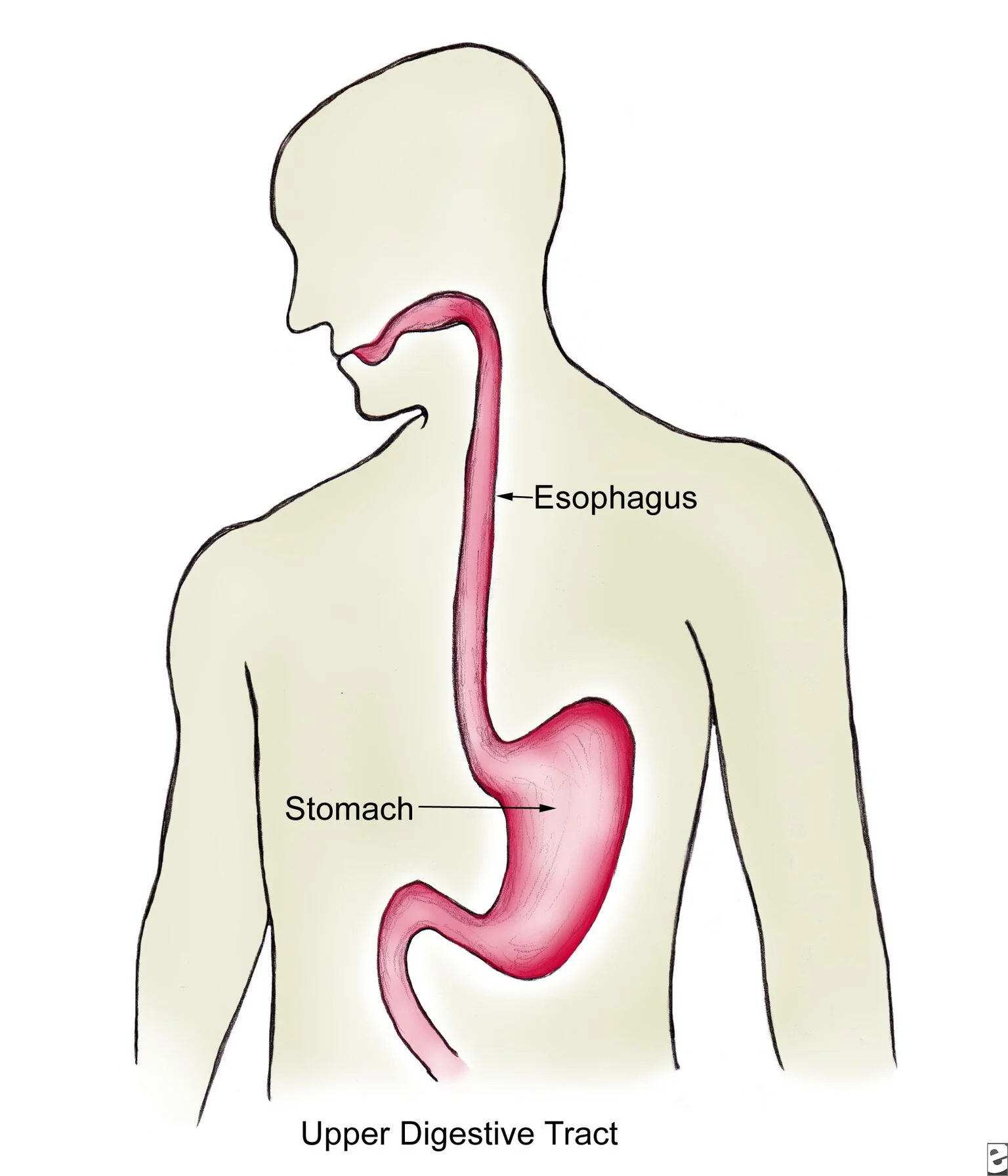 Dr Arvind Trindade Barret s Eophagus