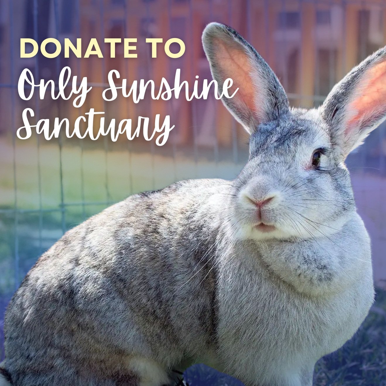 Fosters and Adoptions — Only Sunshine Sanctuary