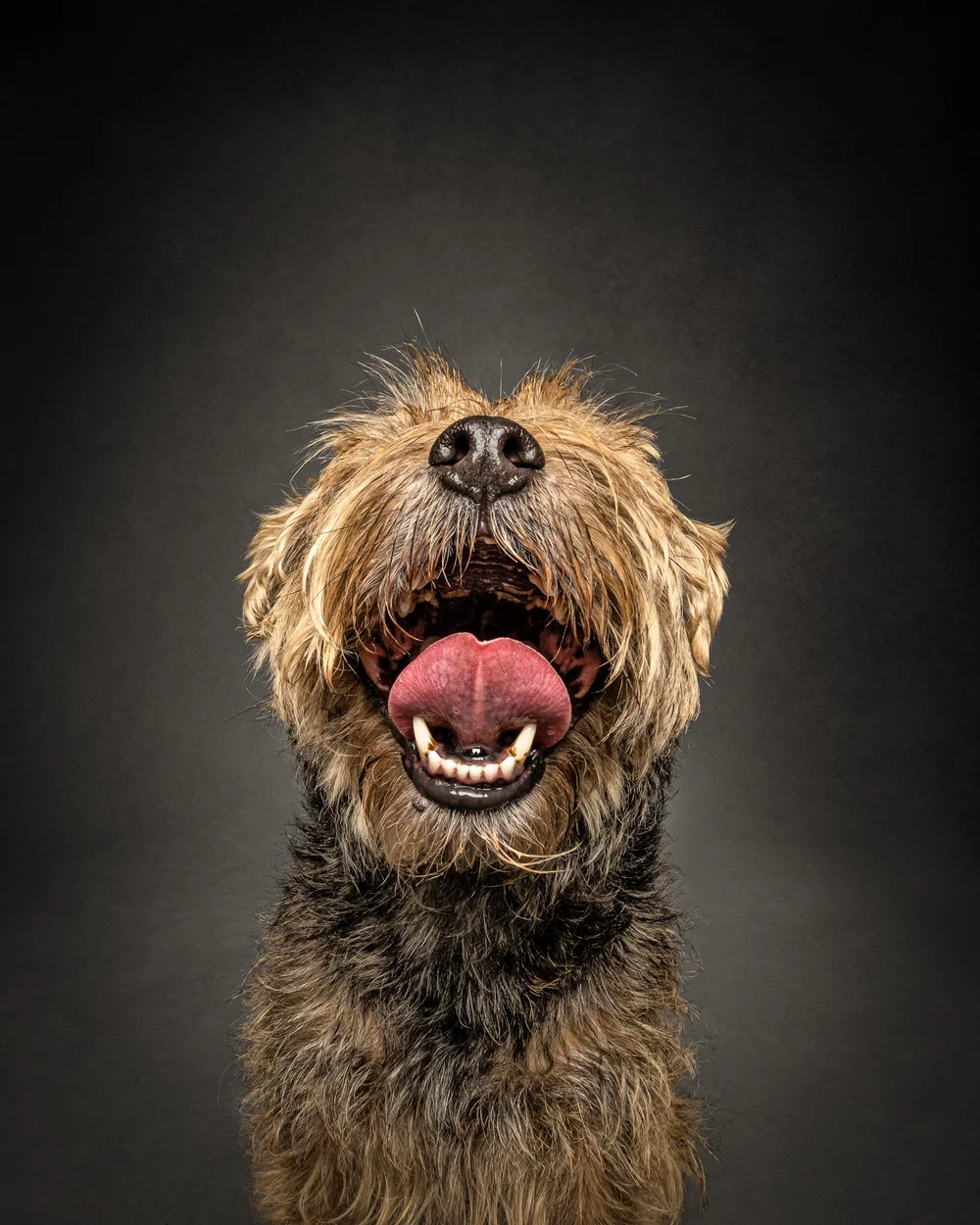How I Became a Dog and People Portrait Photographer — JANE THOMSON ...
