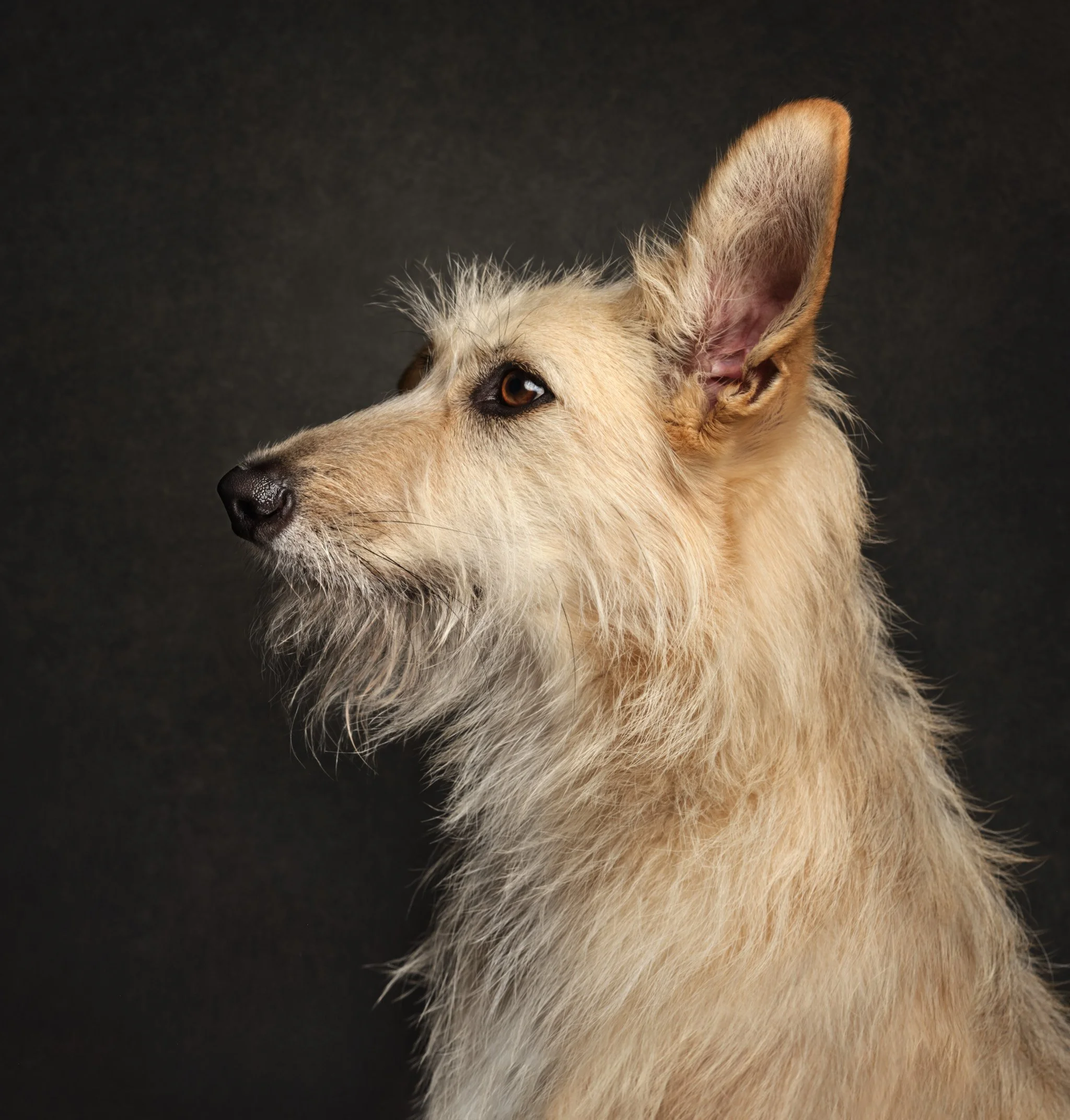 5 Tips for Taking Better Studio Portraits of Your Dog — JANE THOMSON ...