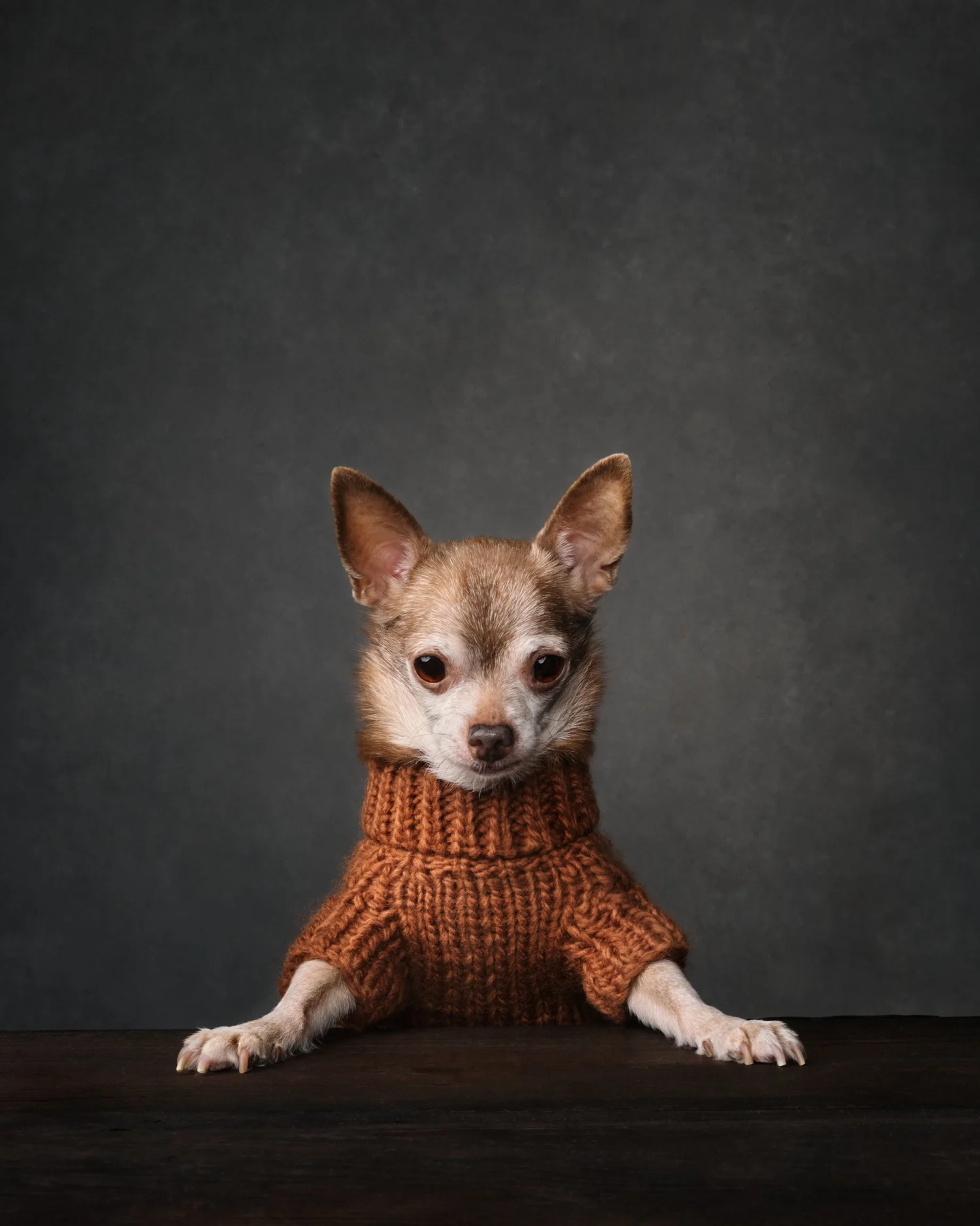 5 Tips for Taking Better Studio Portraits of Your Dog — JANE THOMSON ...