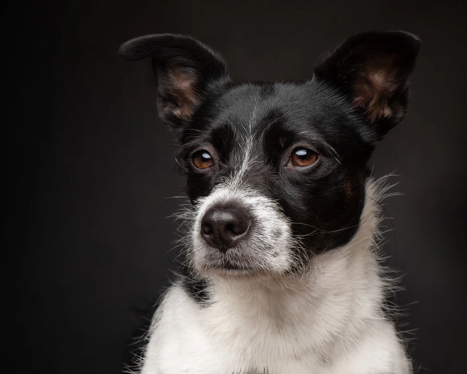 5 Tips for Taking Better Studio Portraits of Your Dog — JANE THOMSON ...