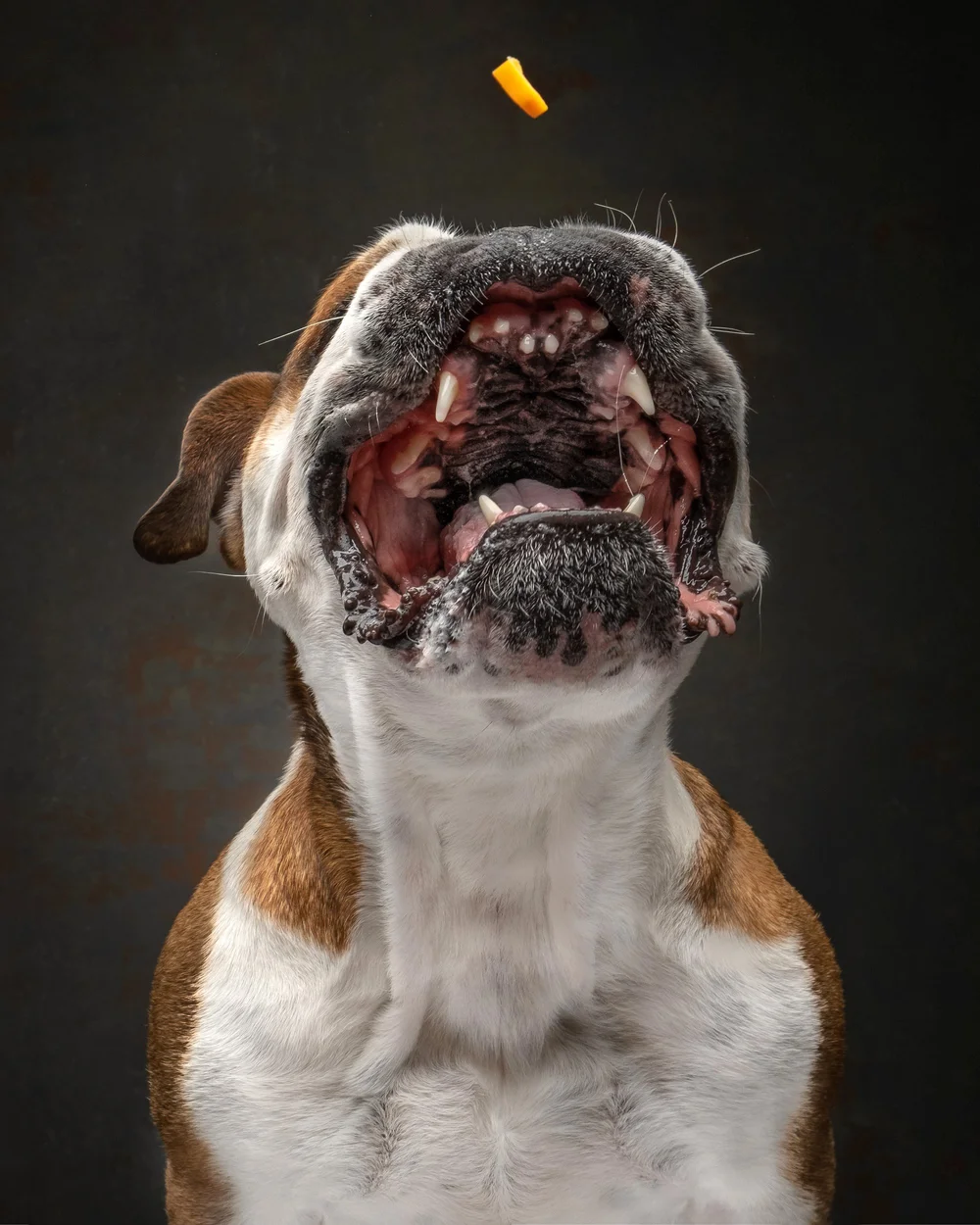 5 Tips for Taking Better Studio Portraits of Your Dog — JANE THOMSON ...