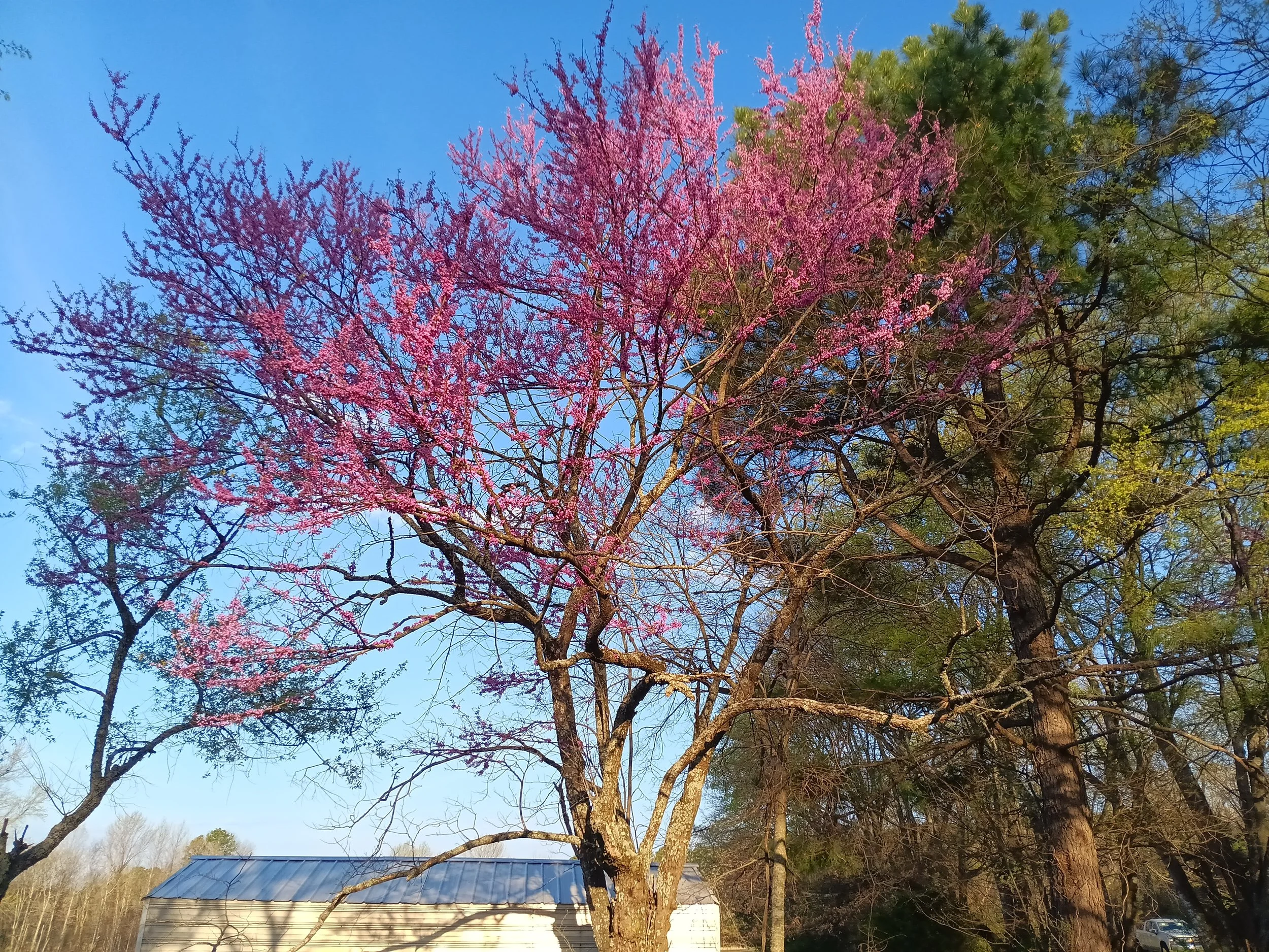 Wegner Quartz Crystal Mines - News