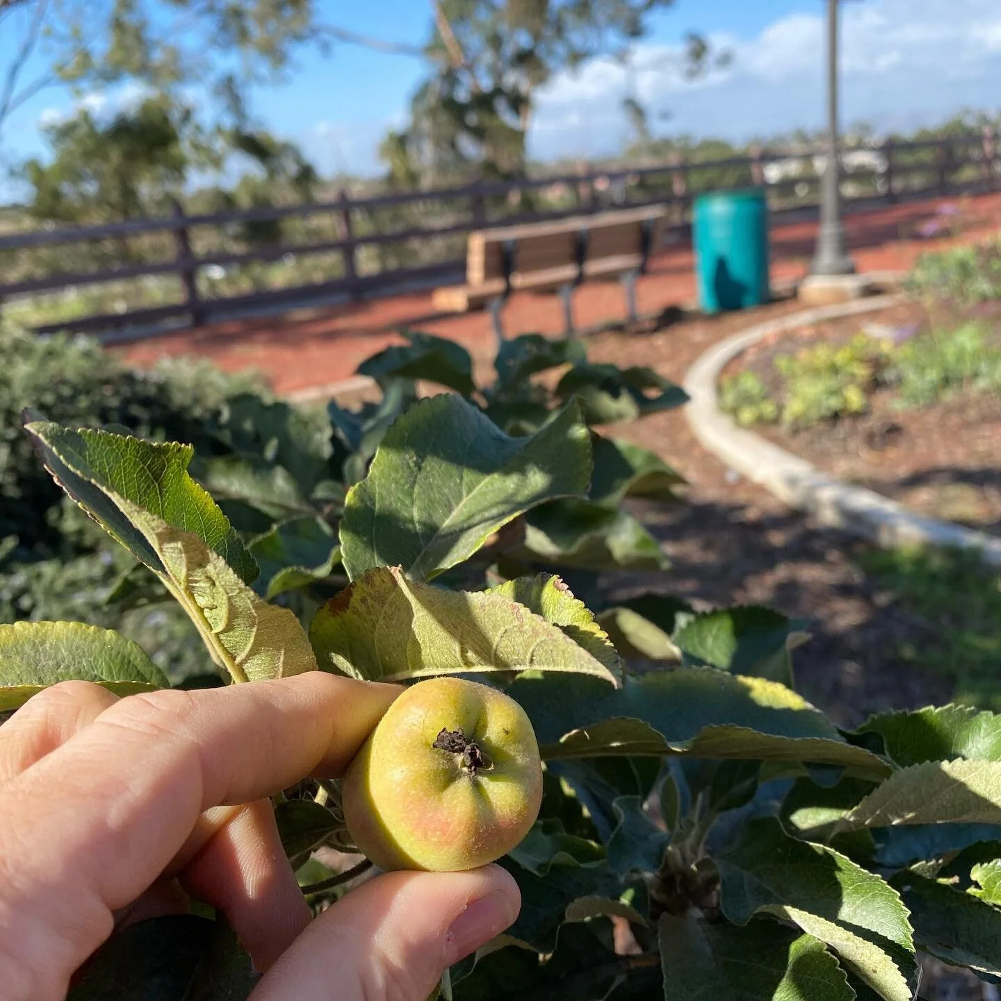 Fallen Fruit — Austin Young