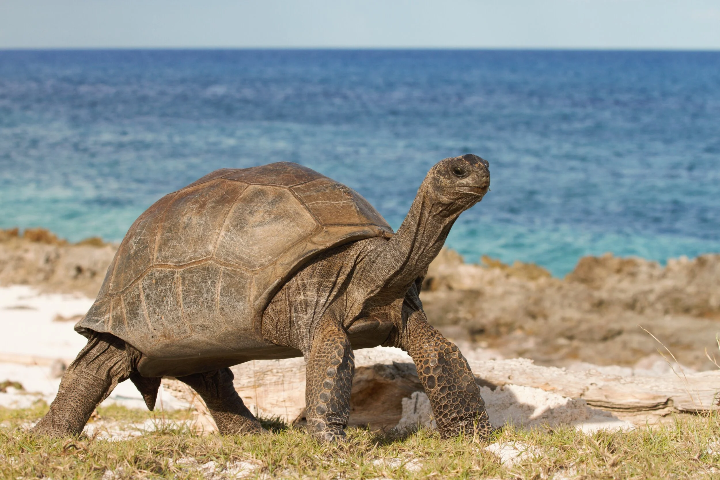 Gallery — Indian Ocean Tortoise Alliance