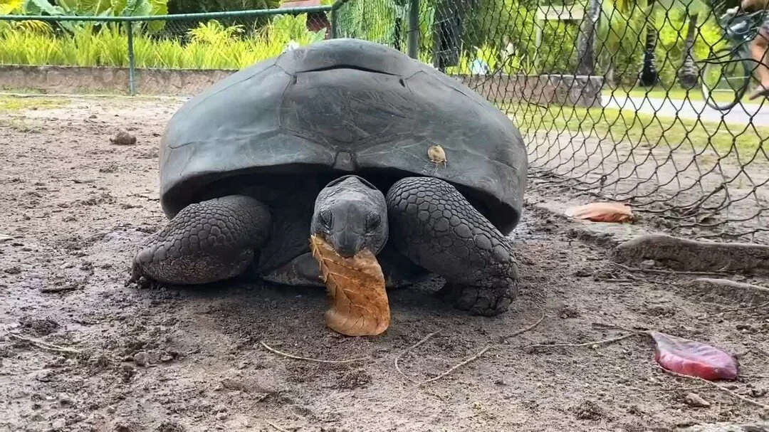 Indian Ocean Tortoise Alliance