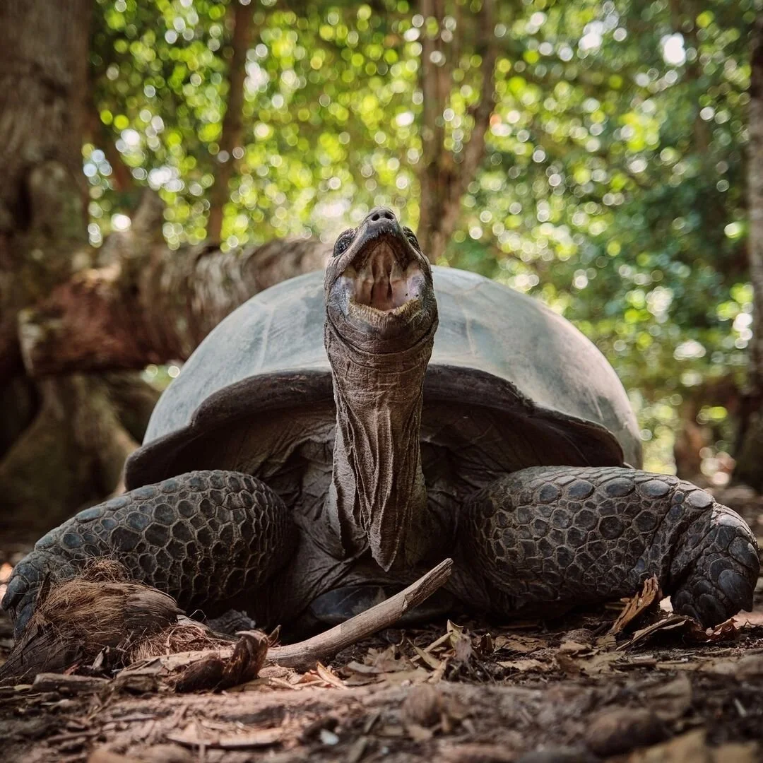 Indian Ocean Tortoise Alliance