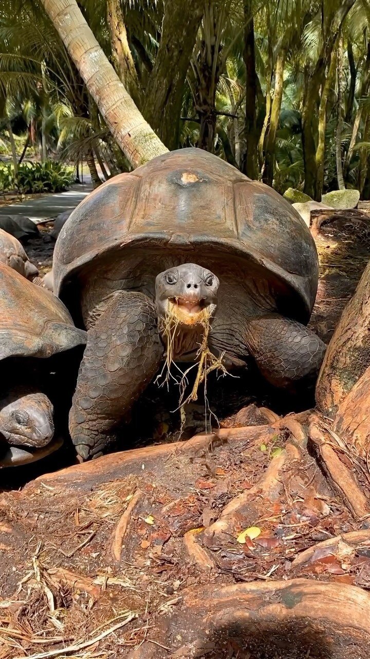 Indian Ocean Tortoise Alliance
