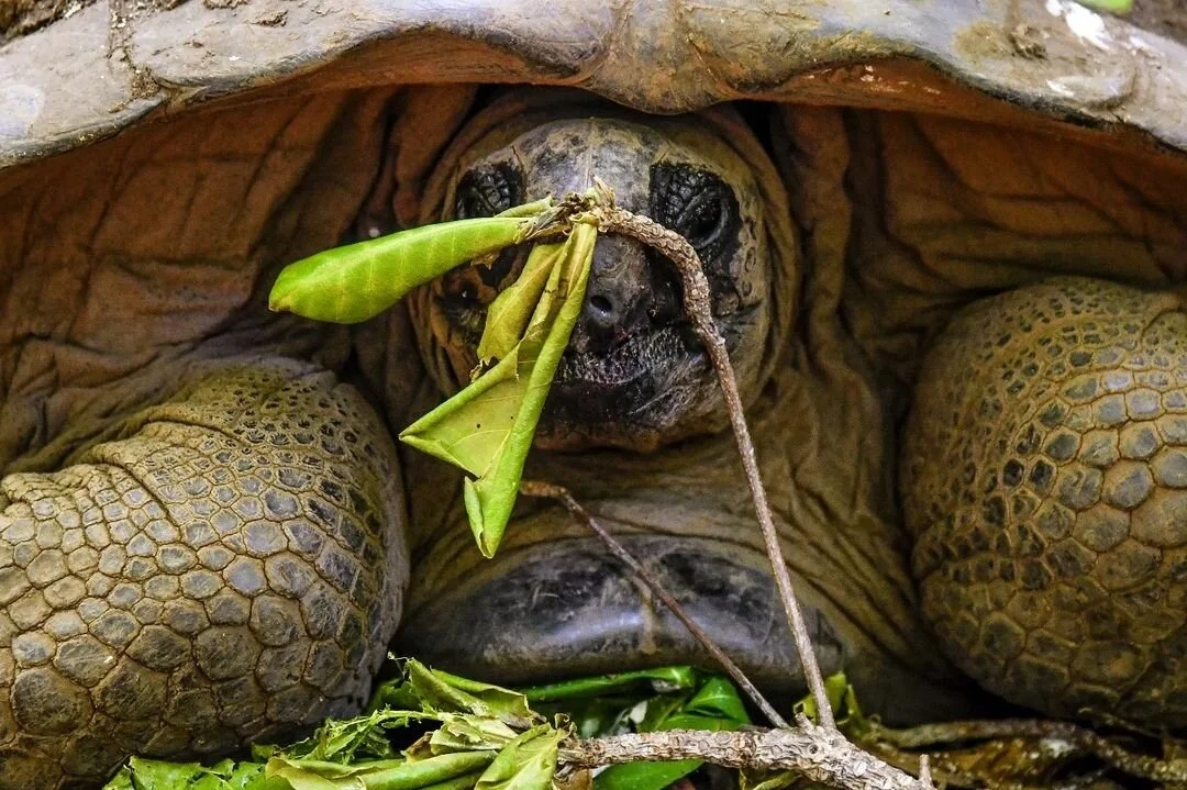Indian Ocean Tortoise Alliance