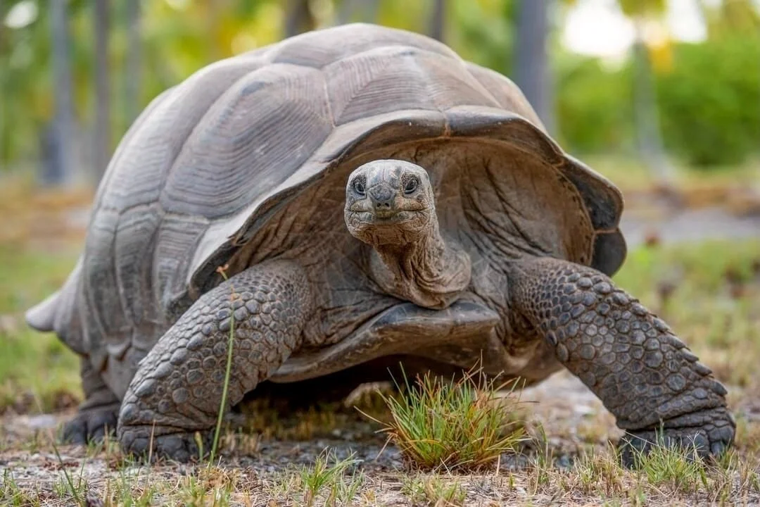 Indian Ocean Tortoise Alliance