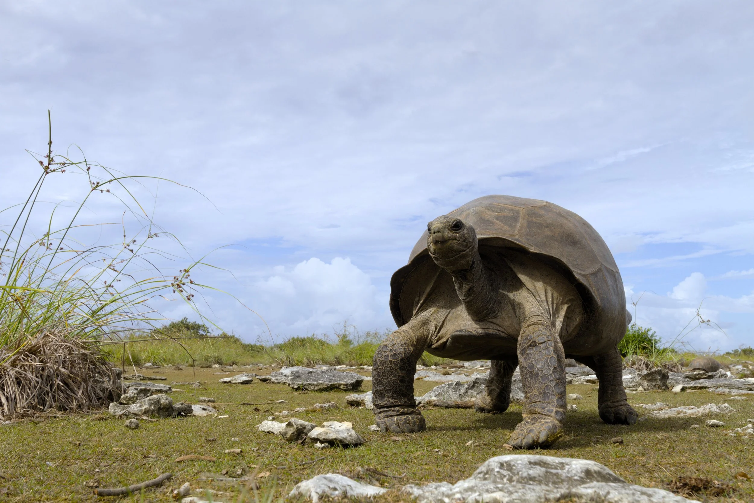 Indian Ocean Tortoise Alliance