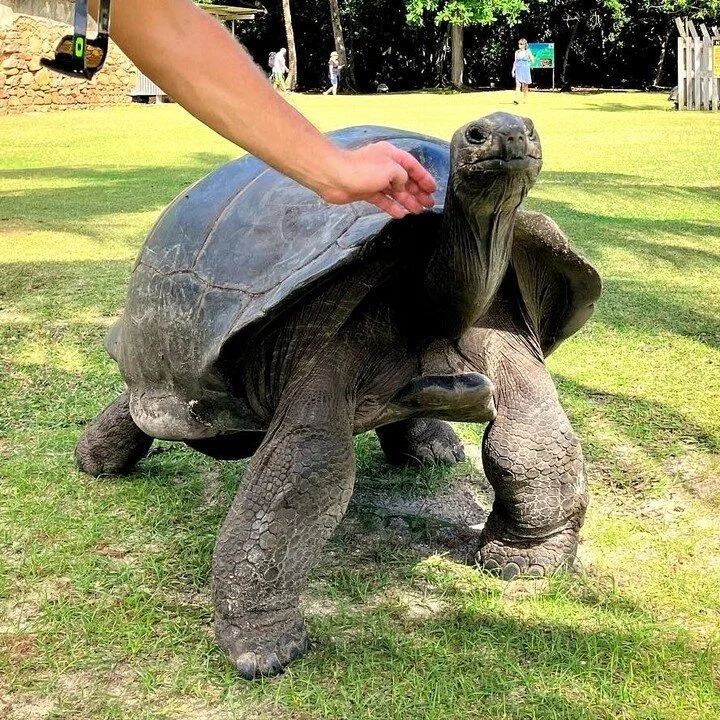 Indian Ocean Tortoise Alliance