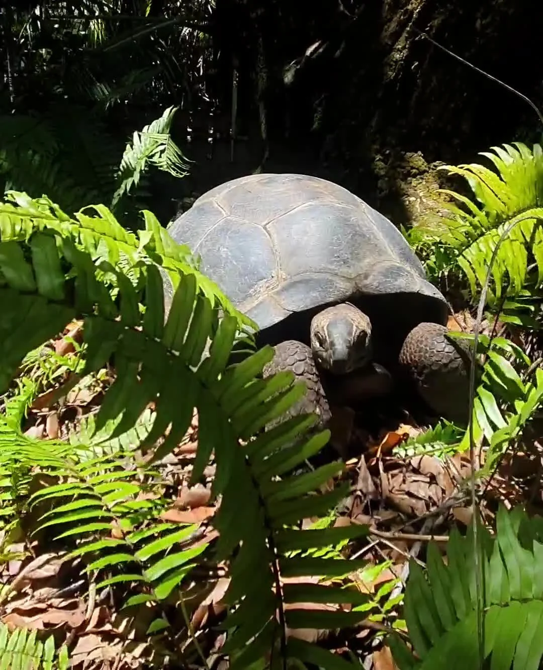 Indian Ocean Tortoise Alliance