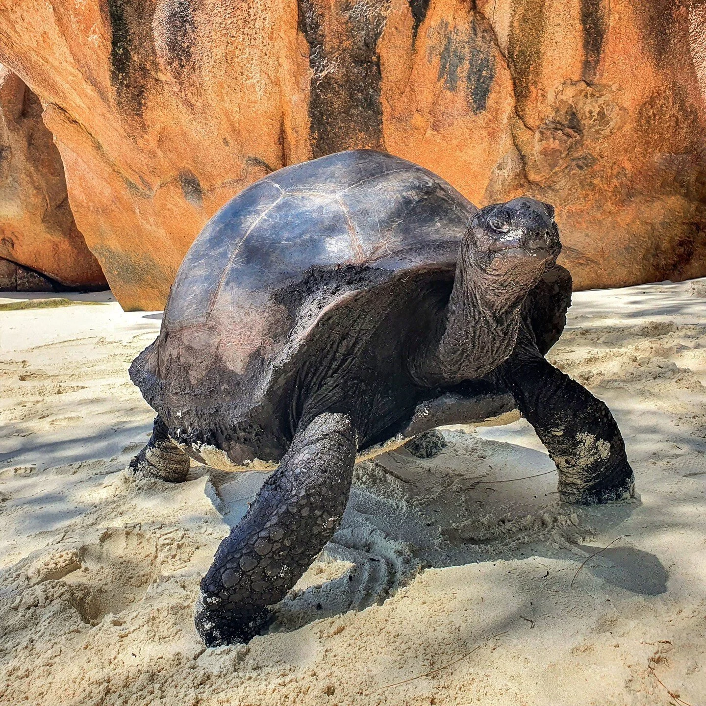 Indian Ocean Tortoise Alliance
