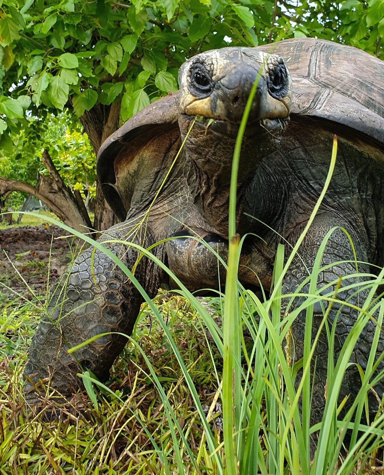 Indian Ocean Tortoise Alliance