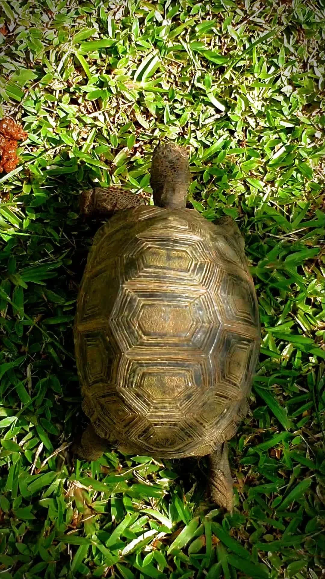 Indian Ocean Tortoise Alliance