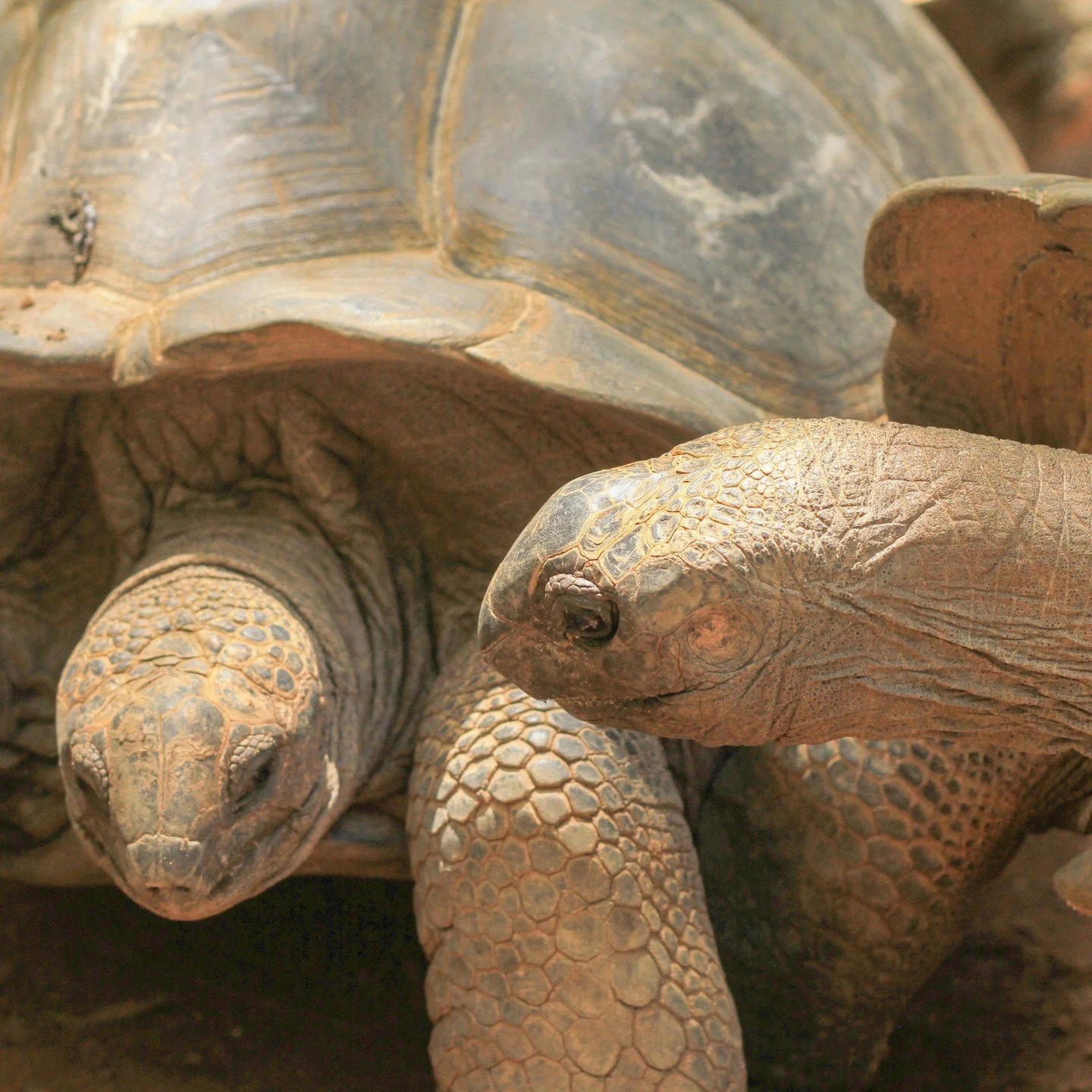 Indian Ocean Tortoise Alliance
