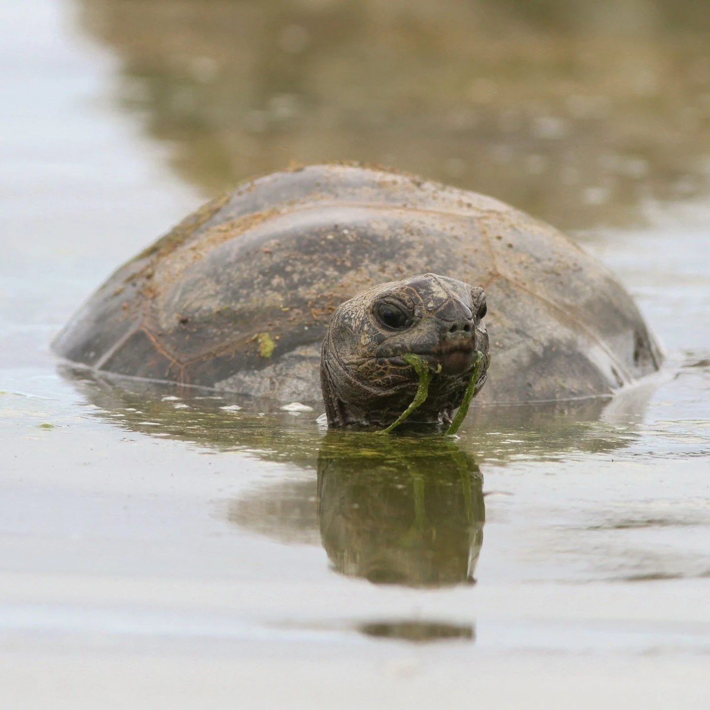 Indian Ocean Tortoise Alliance