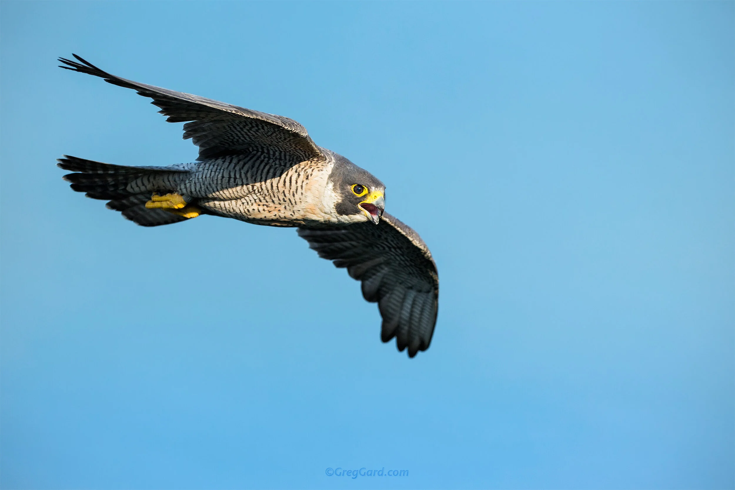 Peregrine Falcon in-flight — Greg Gard