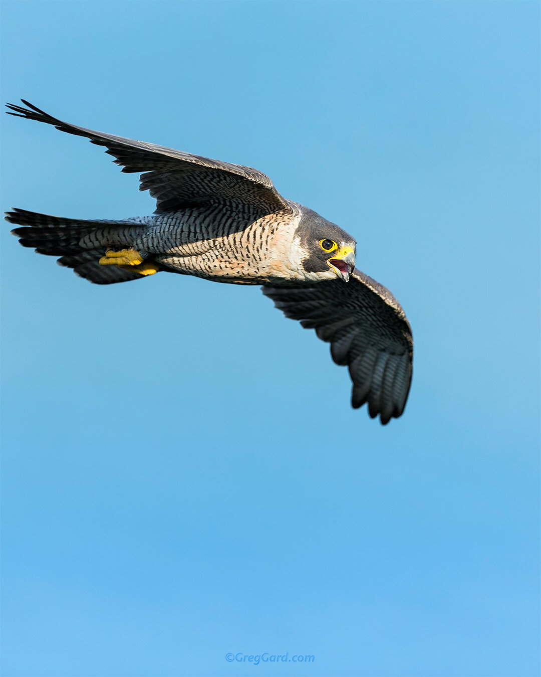 Peregrine Falcon in-flight — Greg Gard