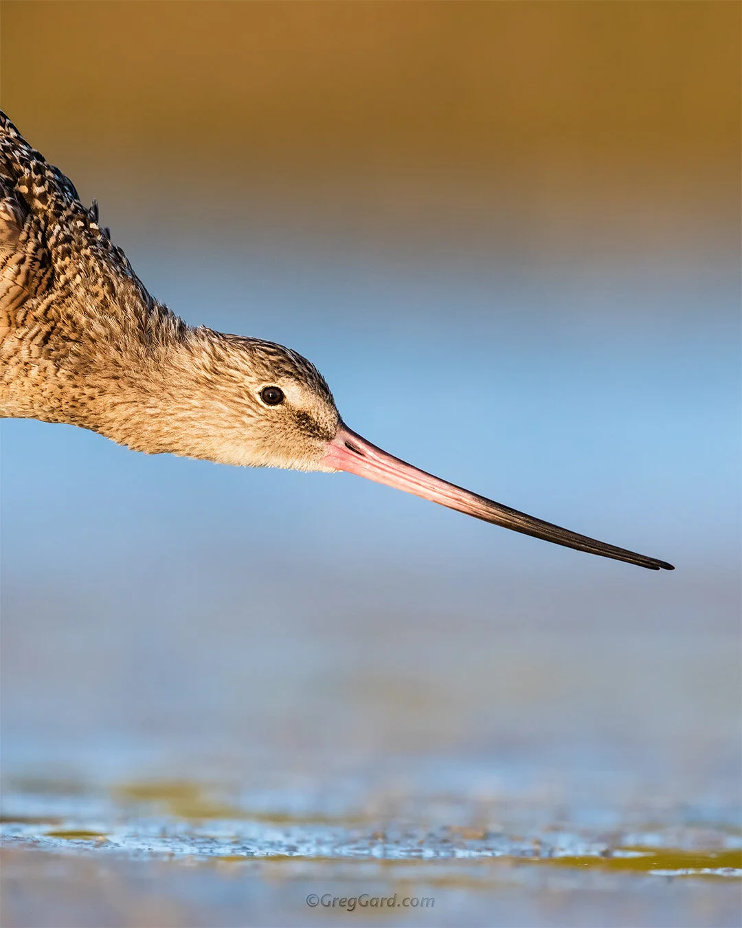 Marbled Godwit — Greg Gard