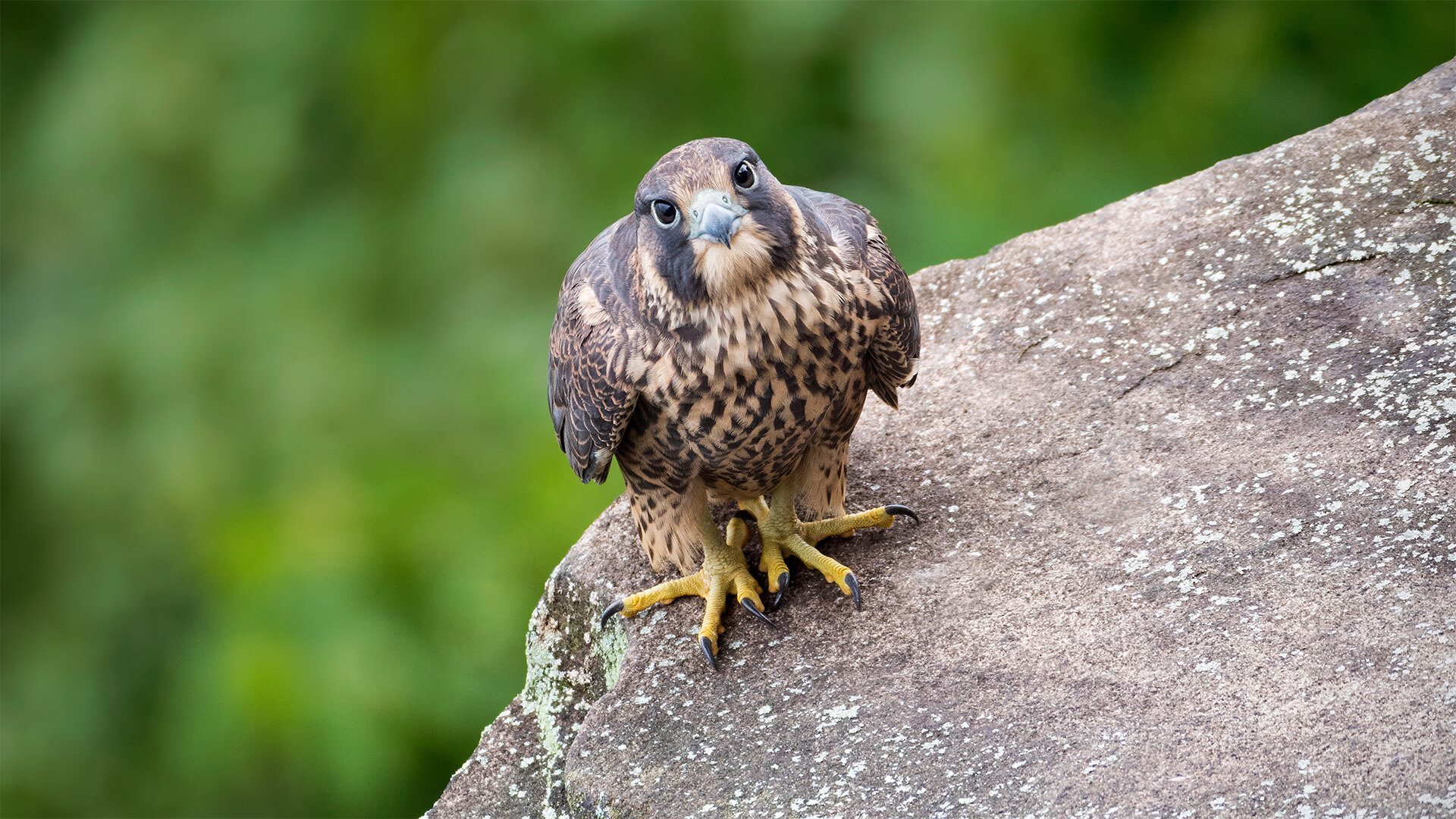 Fledgling Peregrine Falcon — Greg Gard