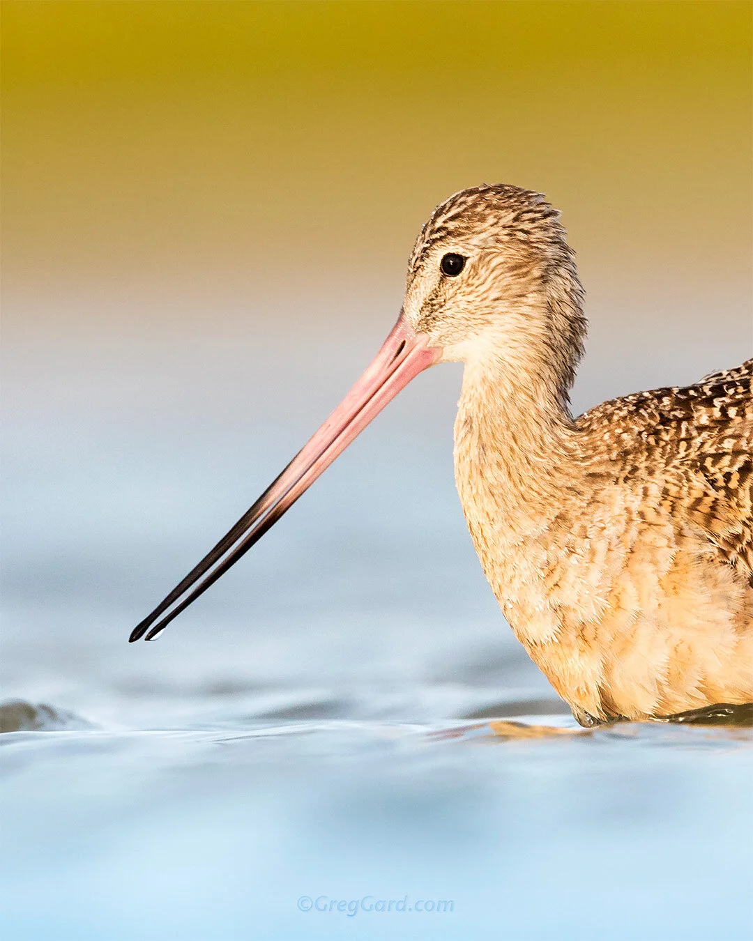 Marbled Godwit wading — Greg Gard