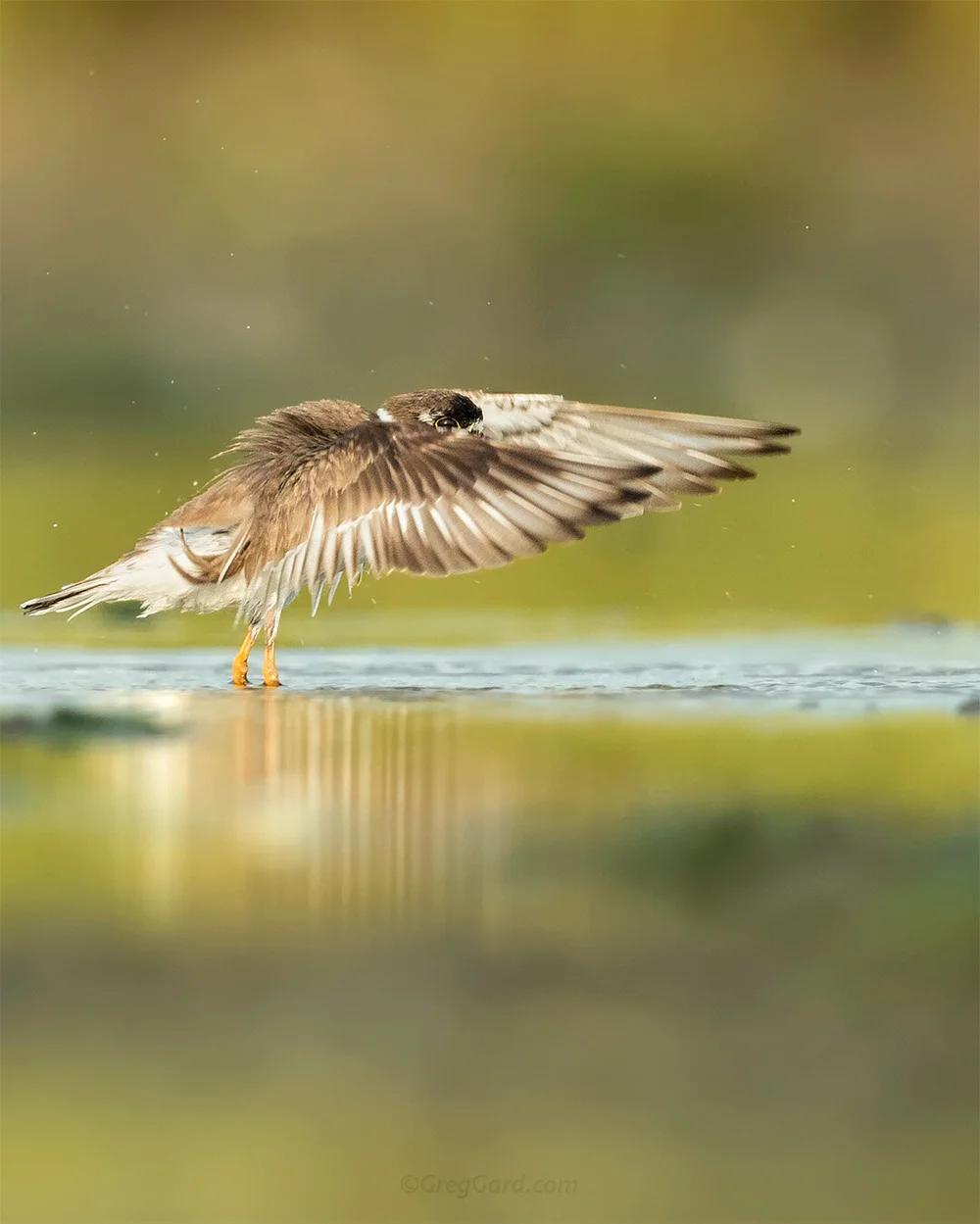 Semipalmated Plover — Greg Gard