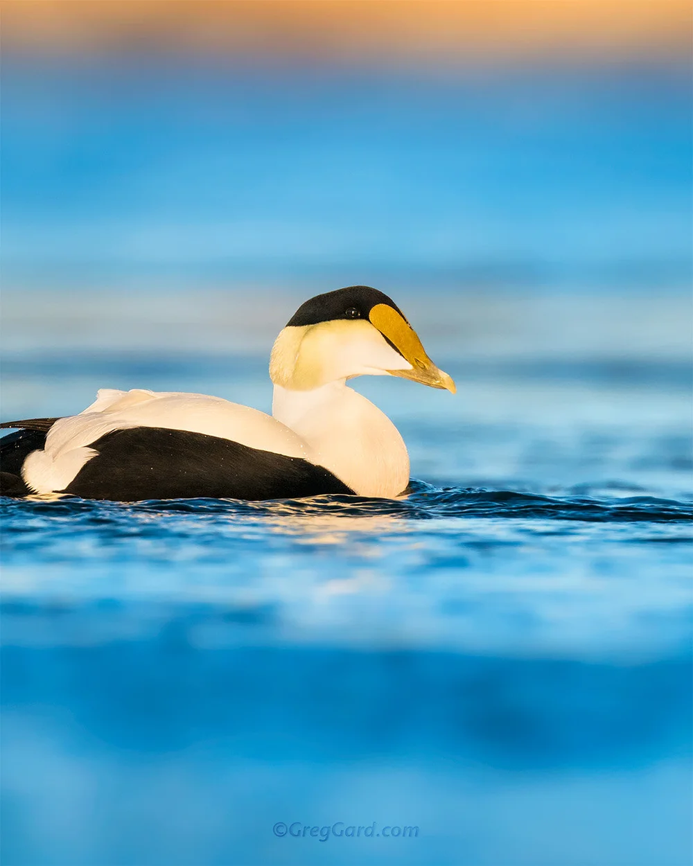 Common Eider — Greg Gard