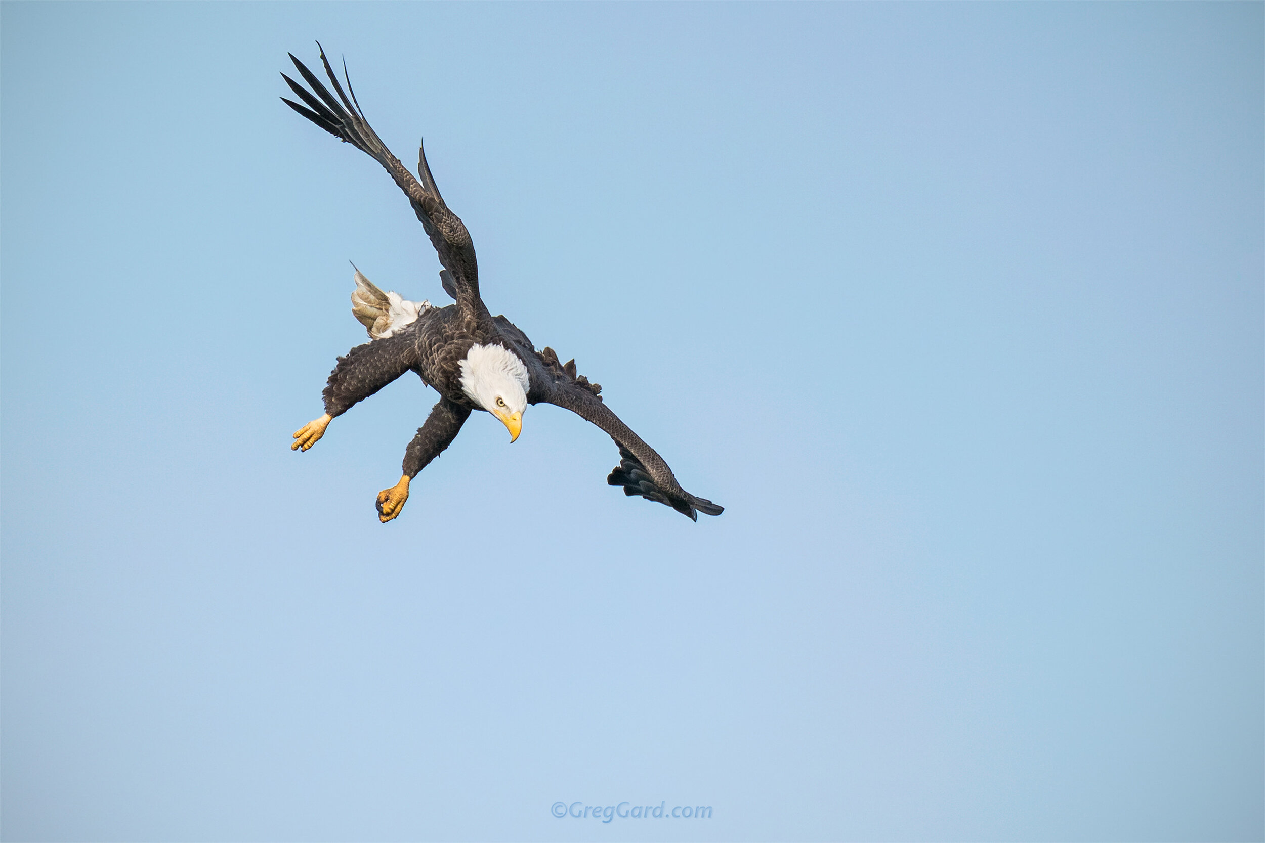Bald Eagles of the Conowingo Dam, Maryland — Greg Gard