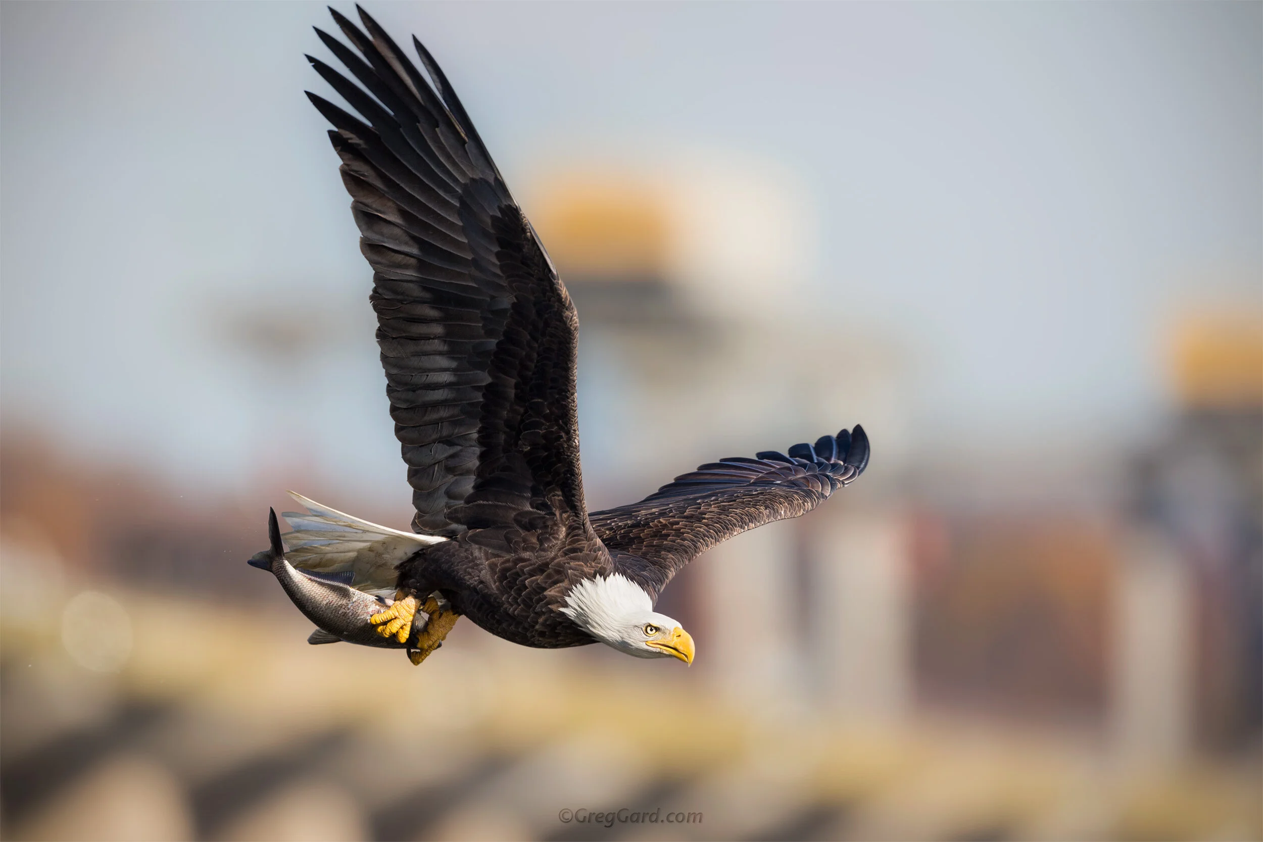 Bald Eagles of the Conowingo Dam, Maryland — Greg Gard