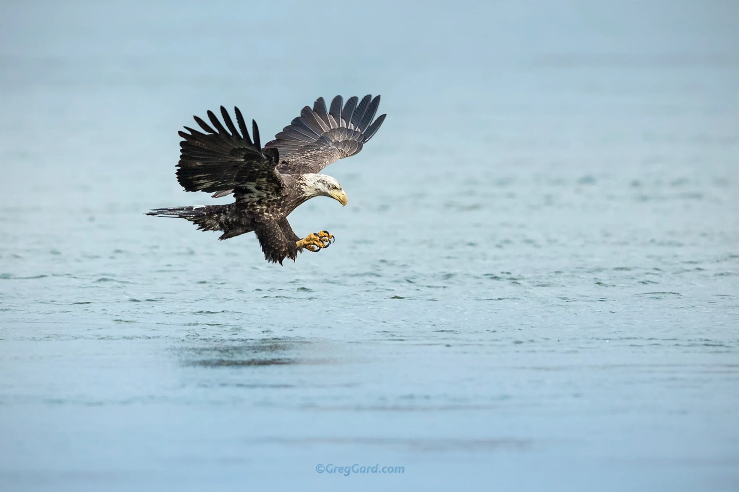Bald Eagles of the Conowingo Dam, Maryland — Greg Gard