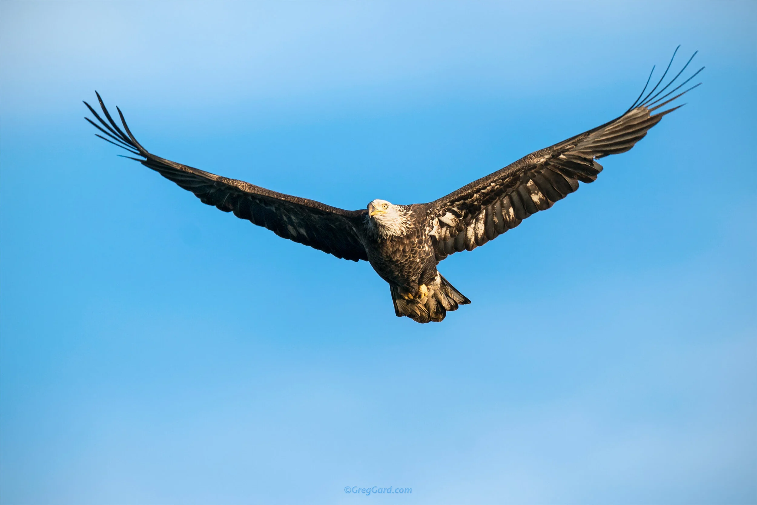 Bald Eagles of the Conowingo Dam, Maryland — Greg Gard