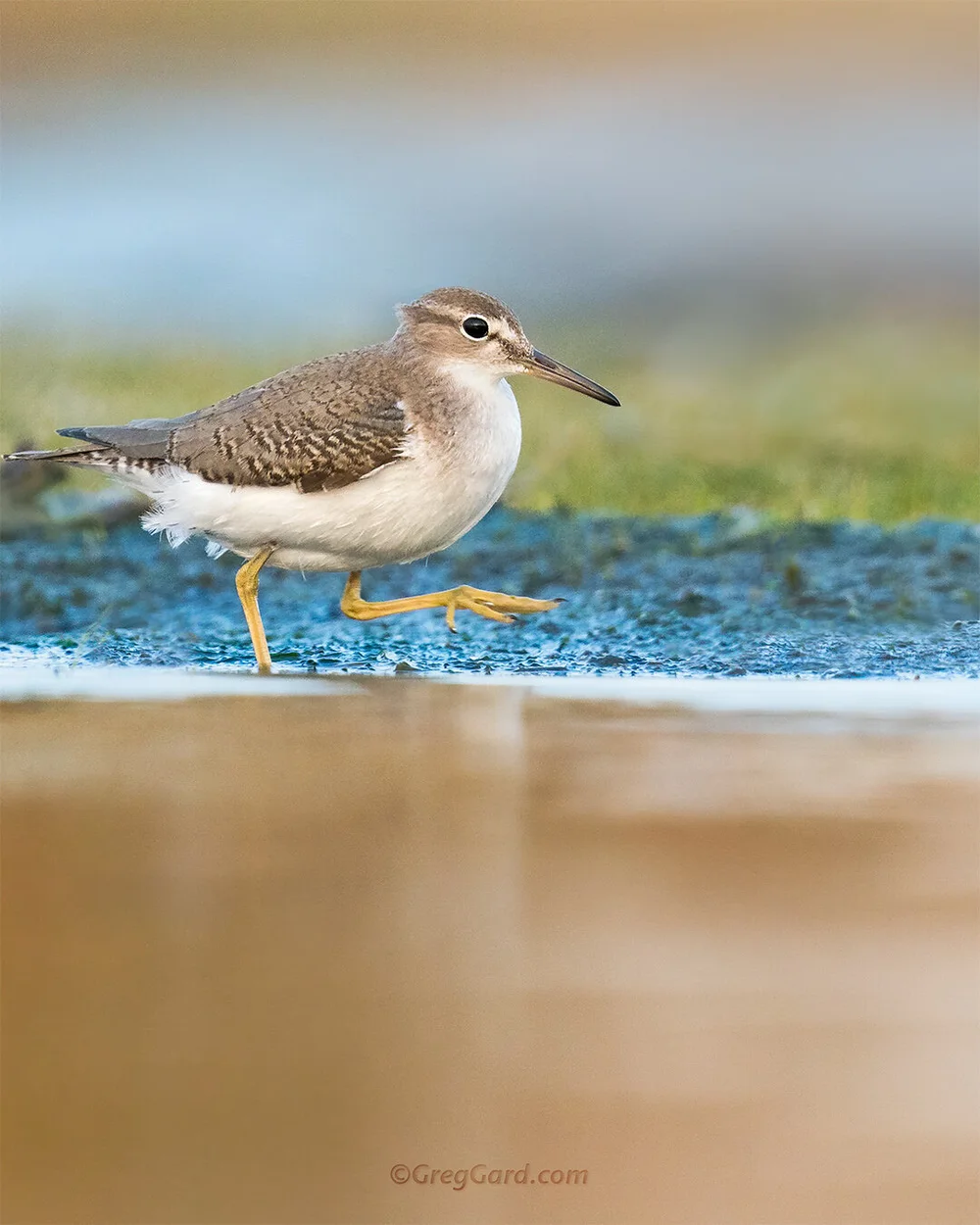 Spotted Sandpiper Juvenile