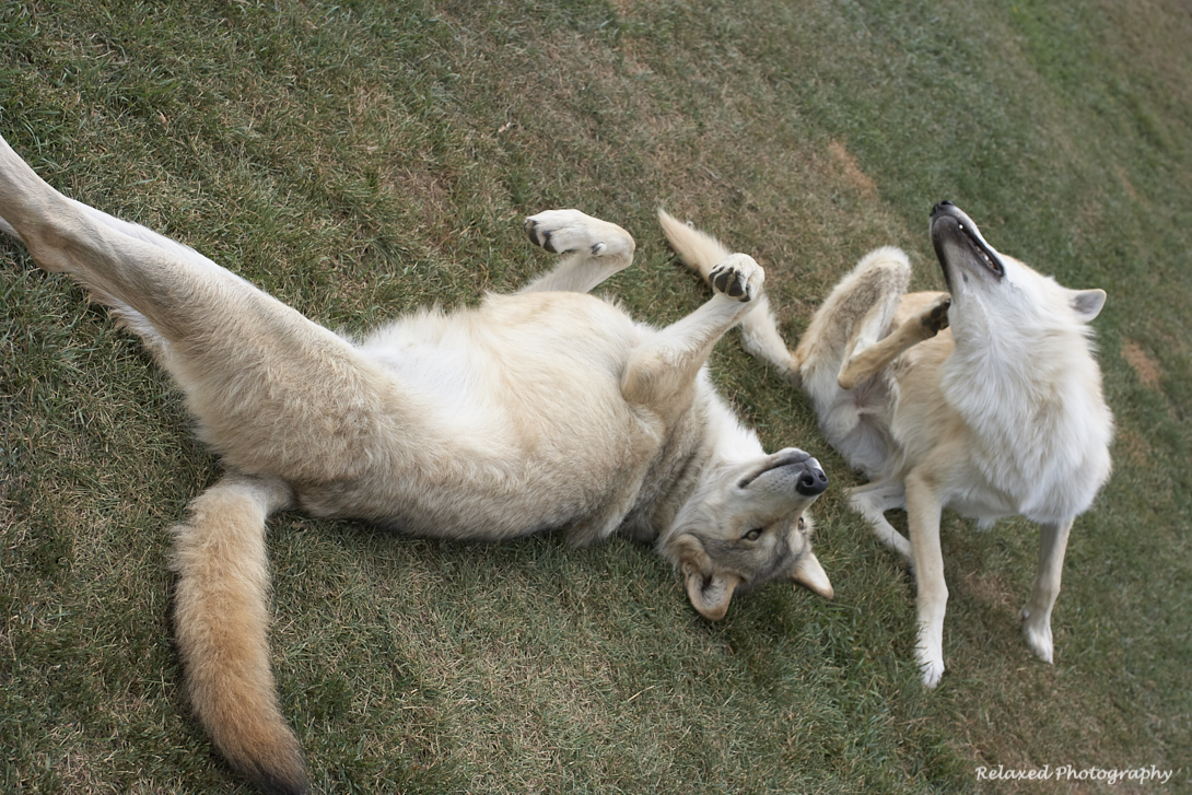 Wolf Rolling On Back