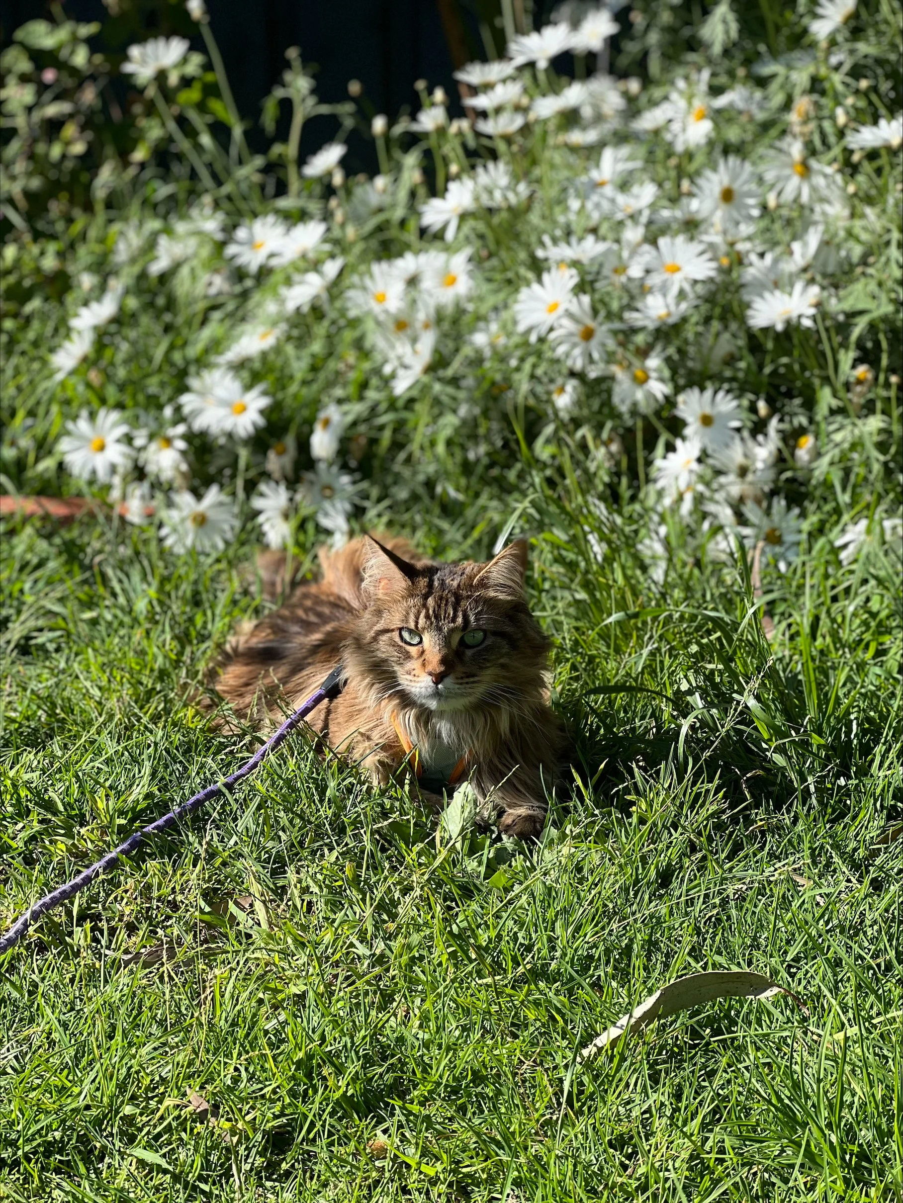 Gem Spotlight - Gretta, Int'l Cat Day — Gembridge Gem Spotlight - Gretta, Int'l Cat Day — Gembridge