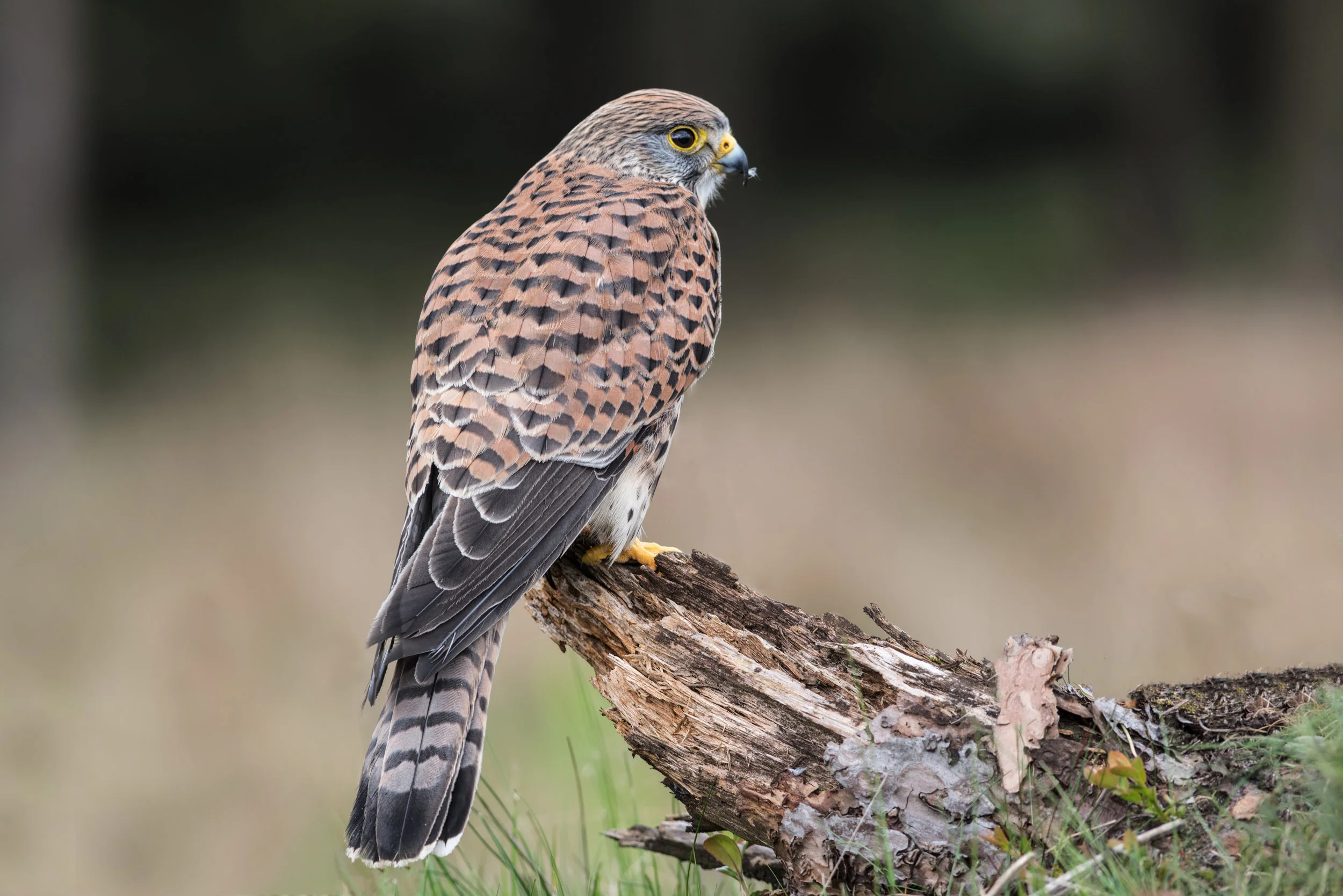 Kestrel Facts — Peak Boxes