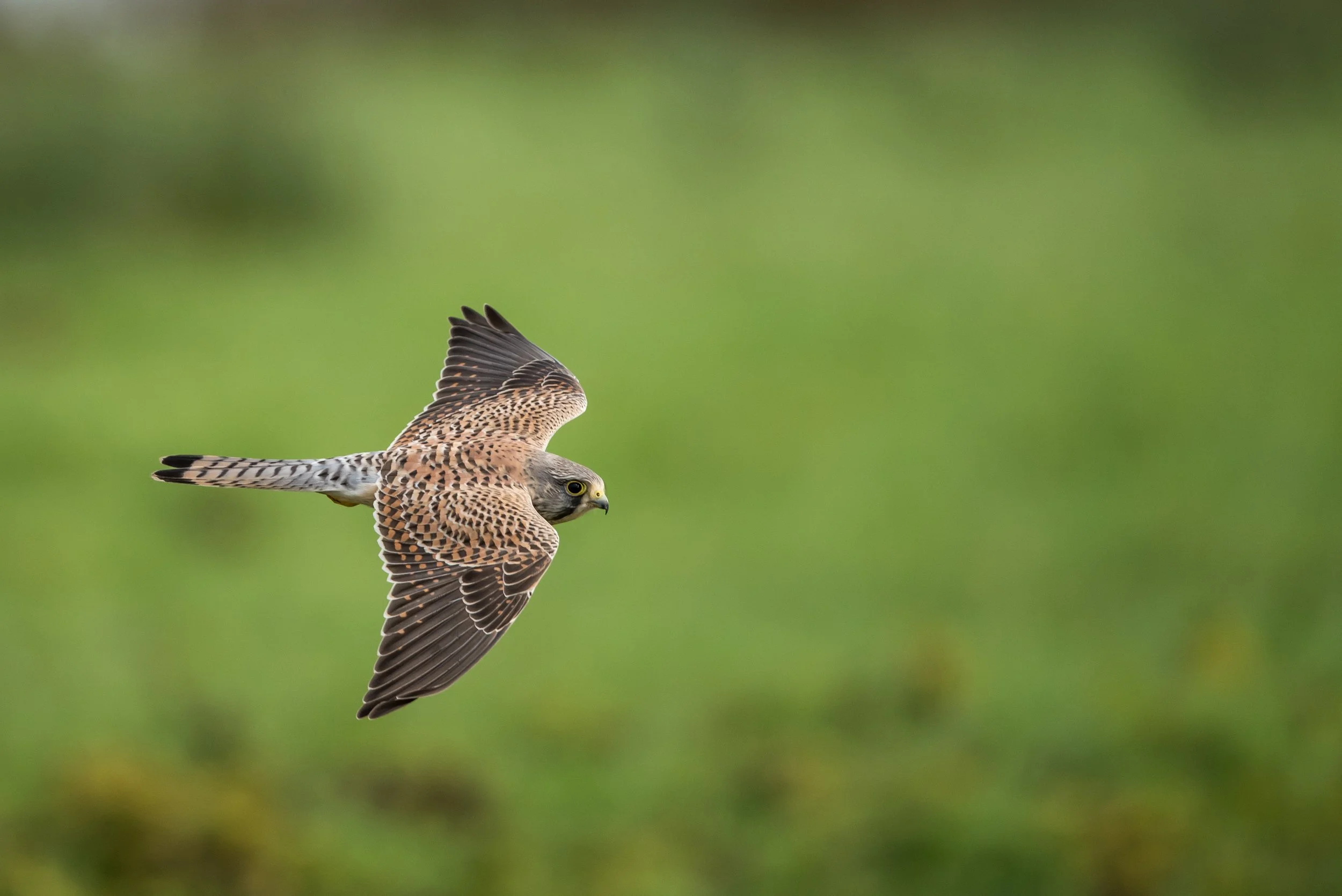Kestrel Boxes — Peak Boxes