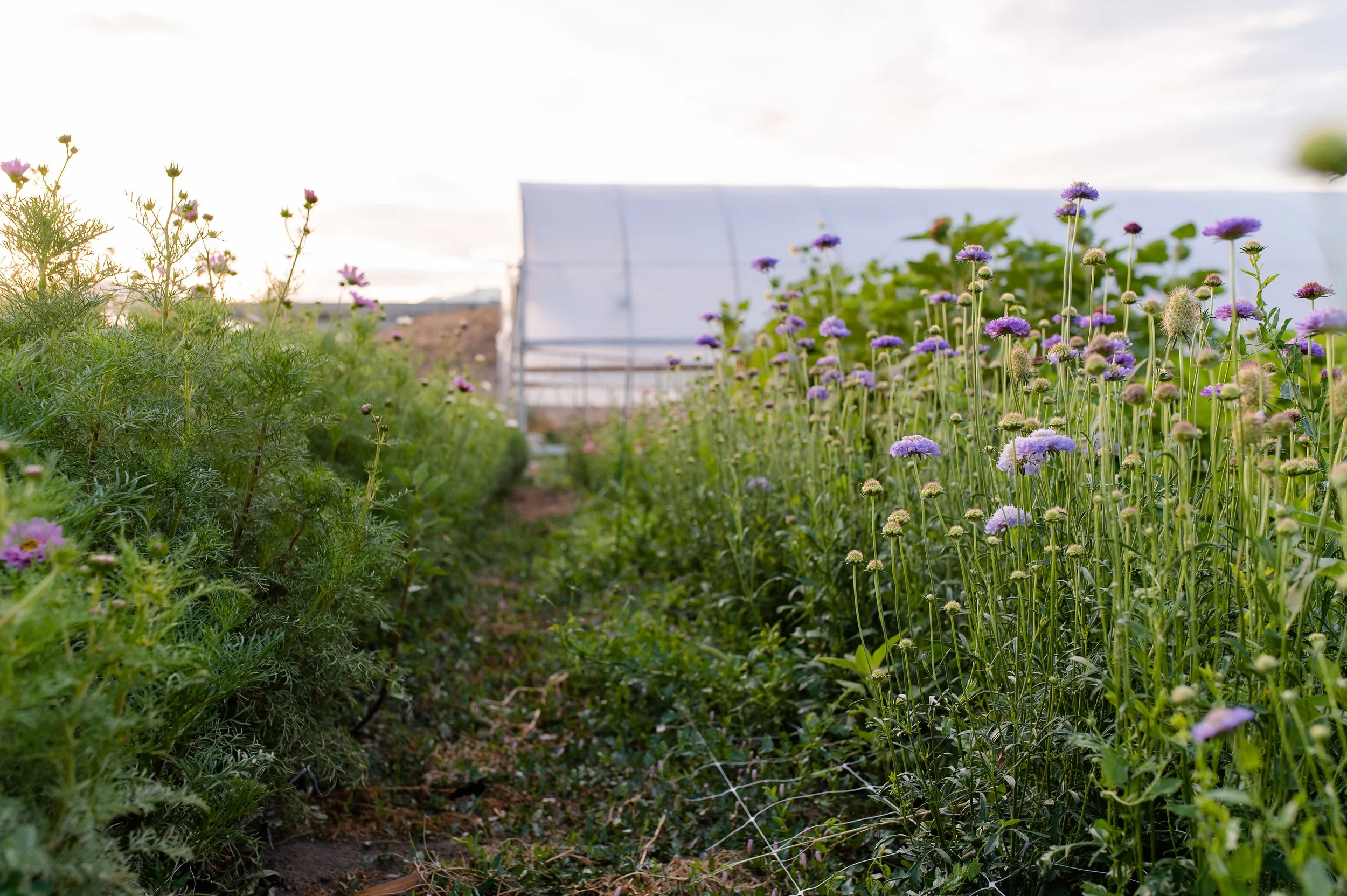Utah Cut Flower Farm Association