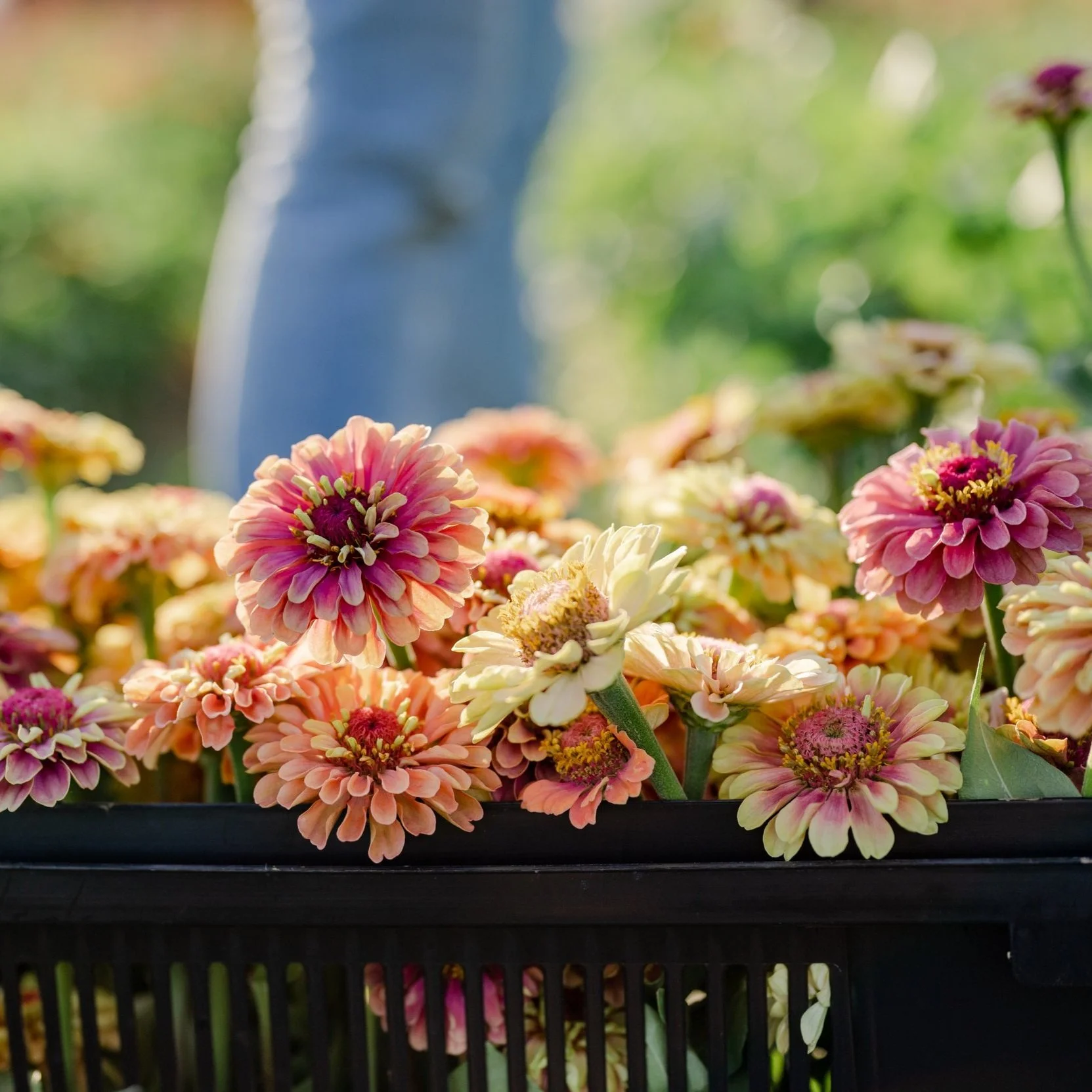 Utah Cut Flower Farm Association
