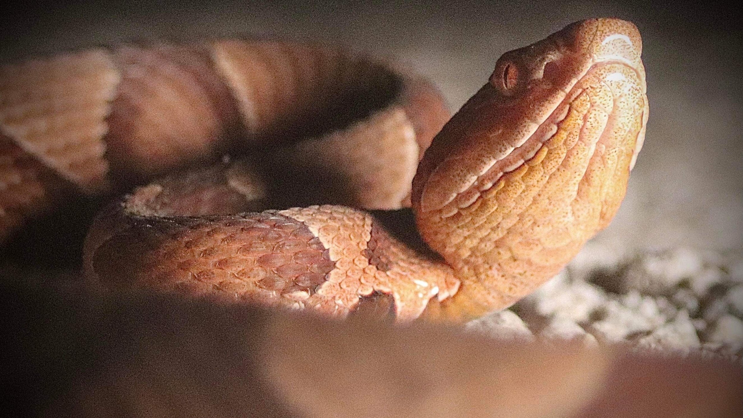 Goin Herping — Snake Snap