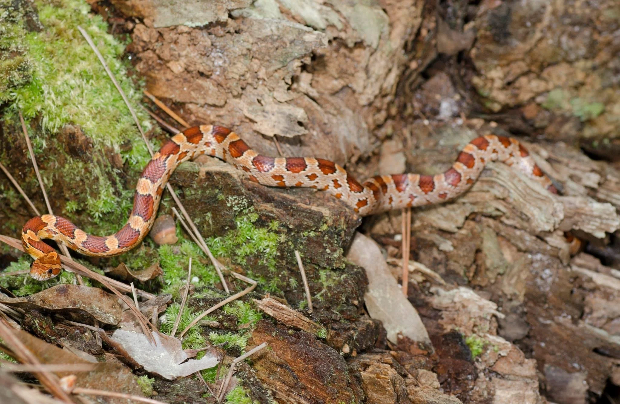 Goin Herping — Snake Snap