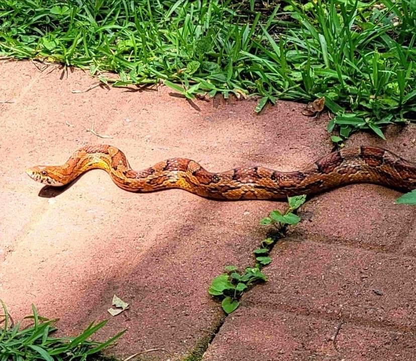 Snake Snap App | Snake Identifier By Picture