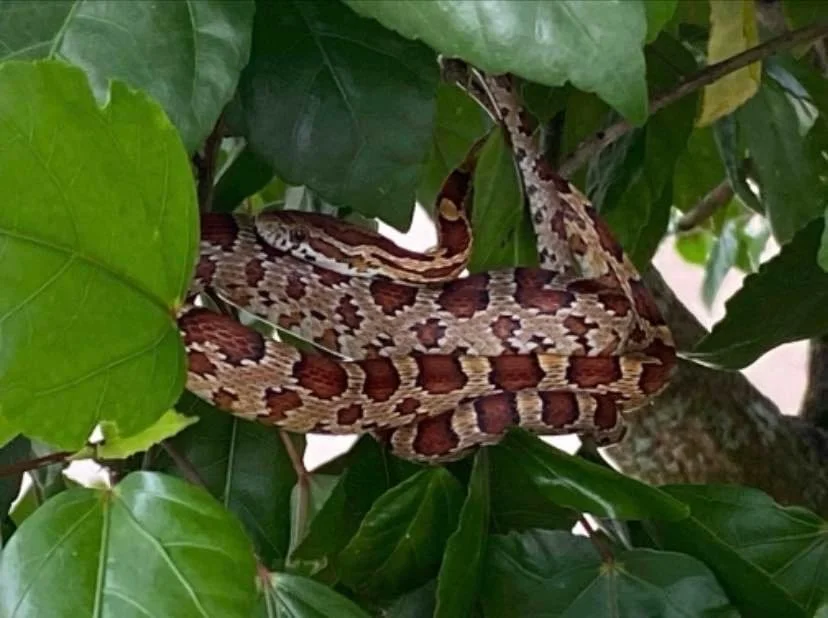 Snake Snap App | Snake Identifier By Picture