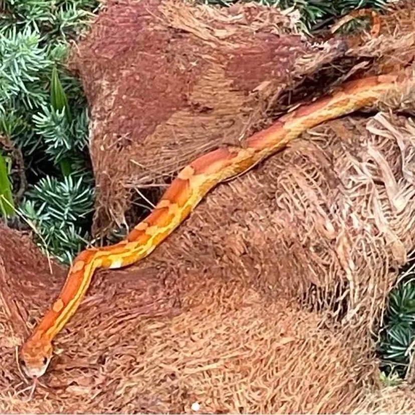 Snake Snap App | Snake Identifier By Picture