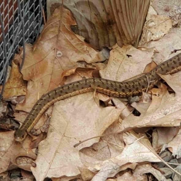 Snake Snap App | Snake Identifier By Picture